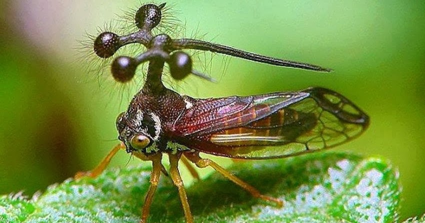 The ball-bearing treehopper (Bocydium globulare), native to South ...