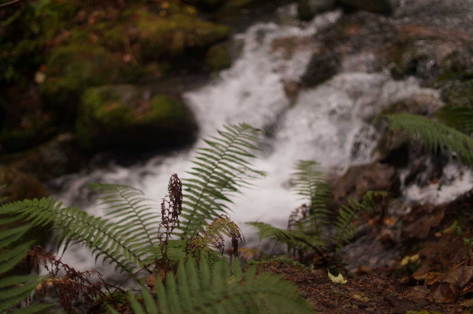 Dodd wood, the route to the summit - Sophie in the Sticks