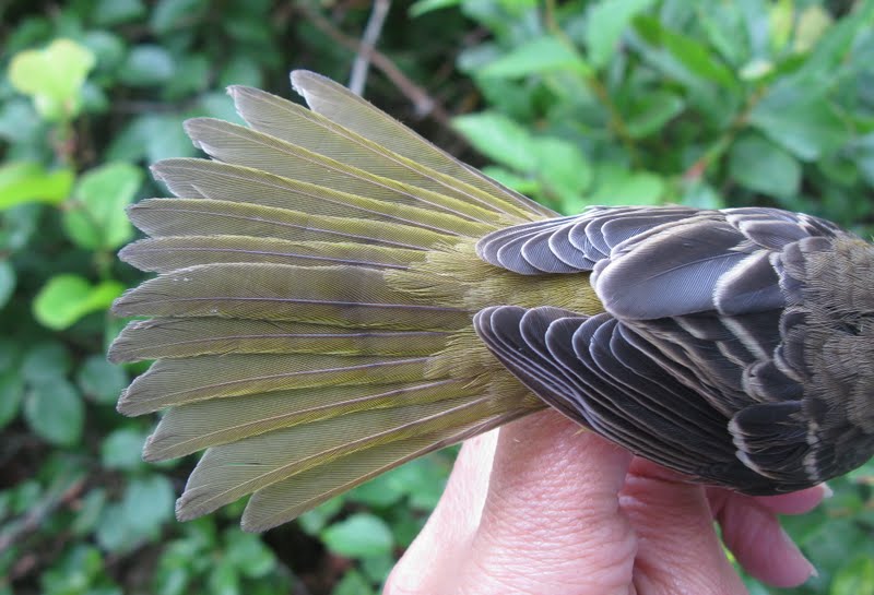 Cape Cod Bander: End of July and Fall migration