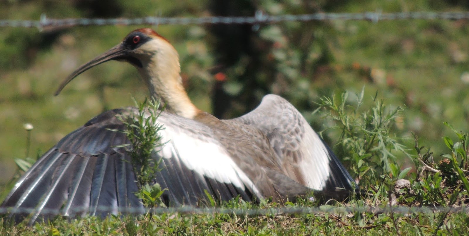Observando Aves: Curicaca