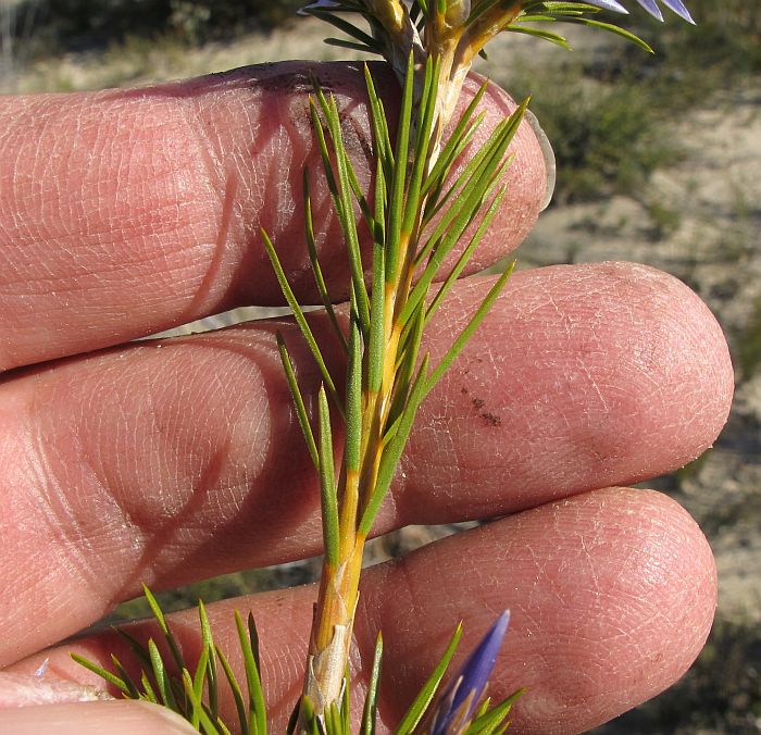 Esperance Wildflowers: Calectasia grandiflora - Blue Tinsel Lily