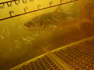 Marion au Canada: Tabarnouche y'a d'la brume!