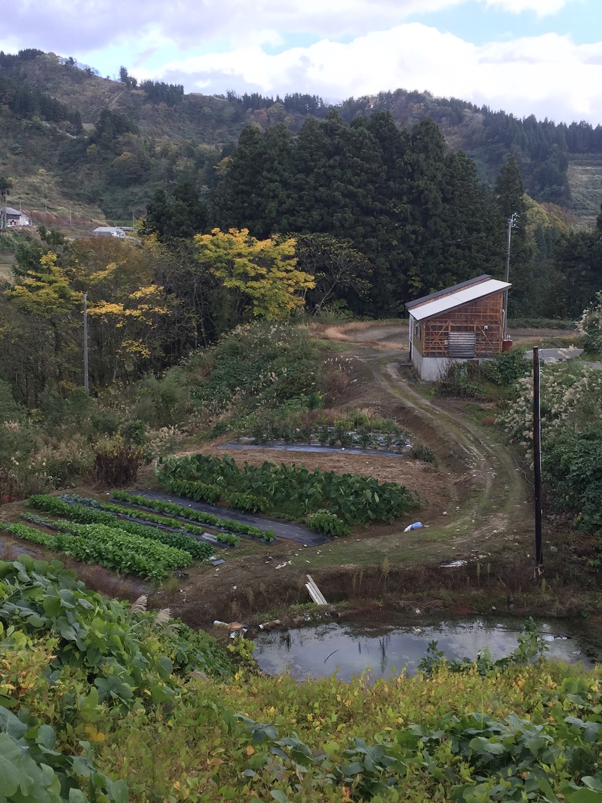 Japan Trip 2015: Japan day 4 - part 2; Matsunosuke auction – Byer Koi Farm