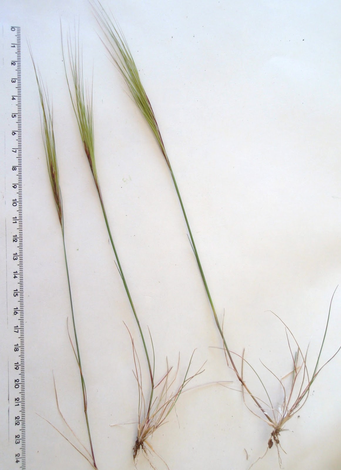 HERBARIO VIRTUAL DE BANYERES DE MARIOLA Y ALICANTE: Stipa capensis ...