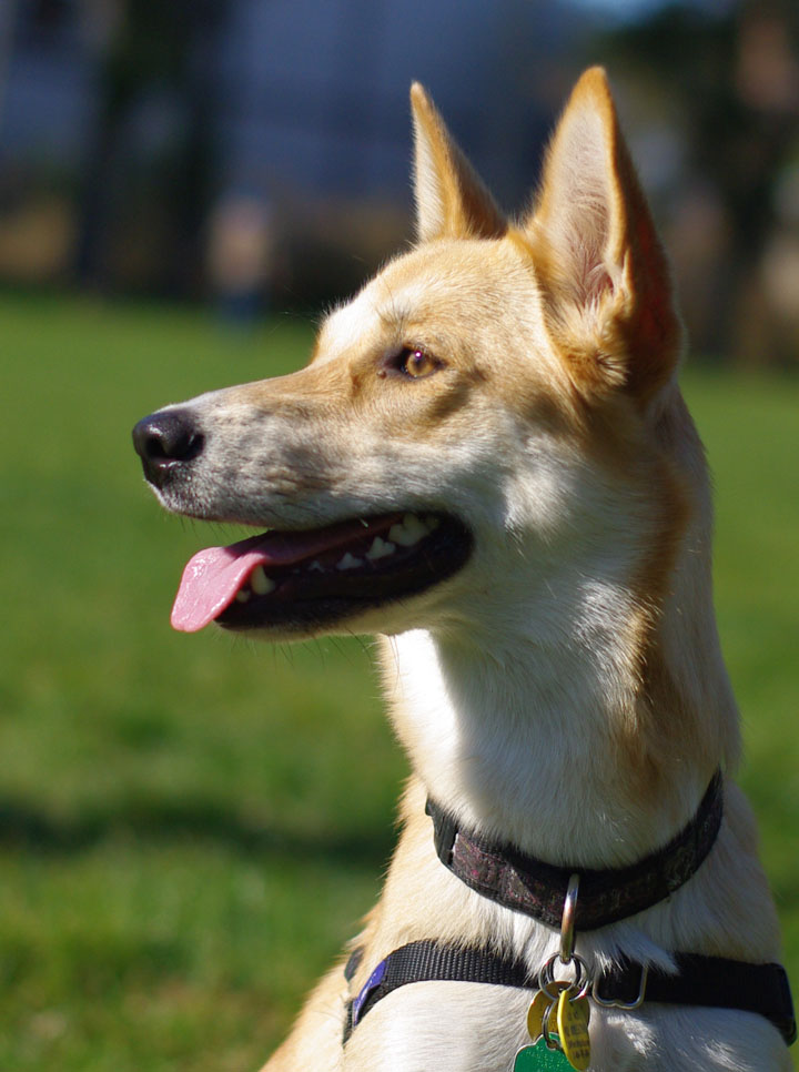 Kylie - Shepherd Spitz mix