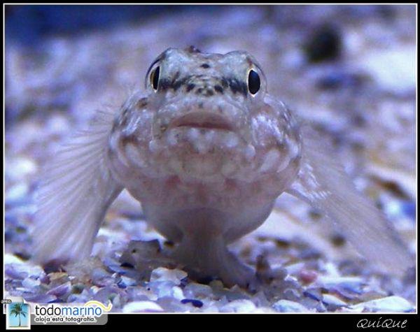 MAMÁ PATA: UN GRAN PESCADOR