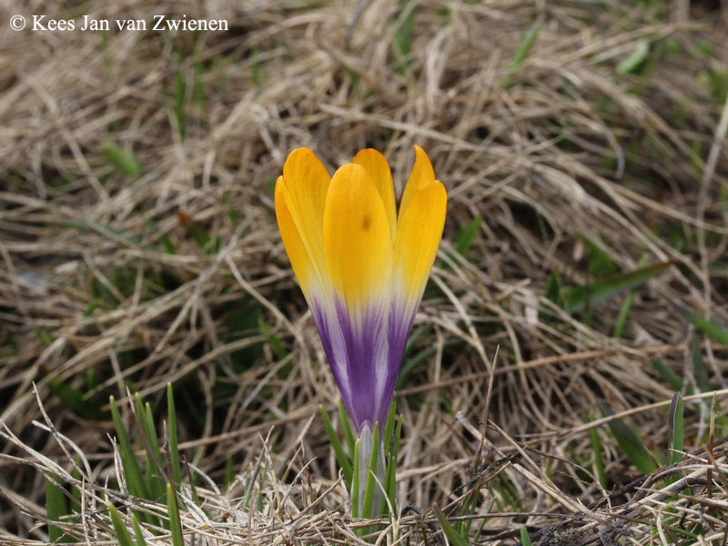 The Country Of Crocuses: Crocus scardicus