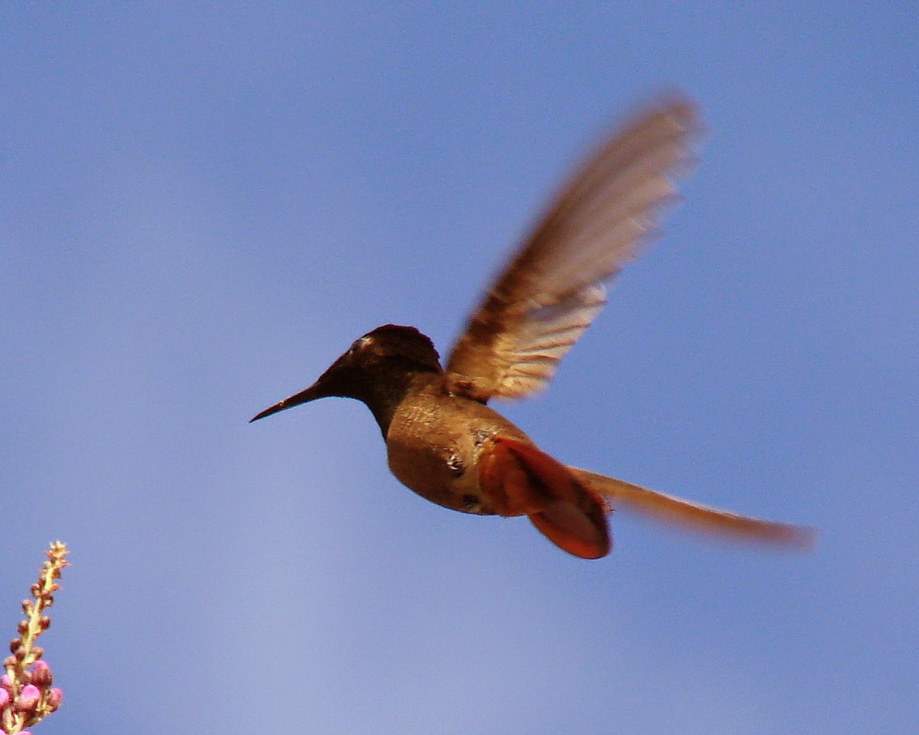 Aves de Venezuela con Historias
