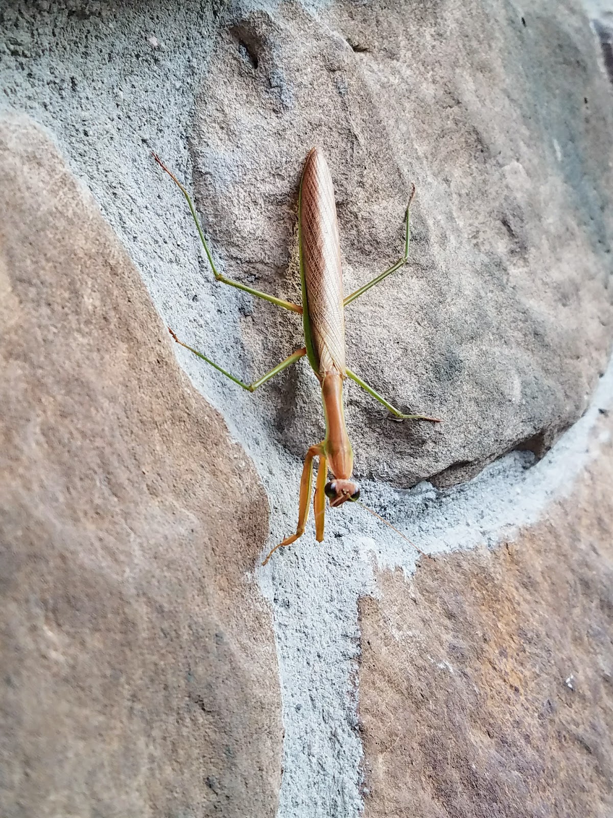 History and Culture by Bicycle: Wild Life: Sioux City, Iowa, Chinese ...