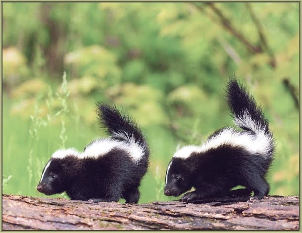 Cute Baby Skunk Photography