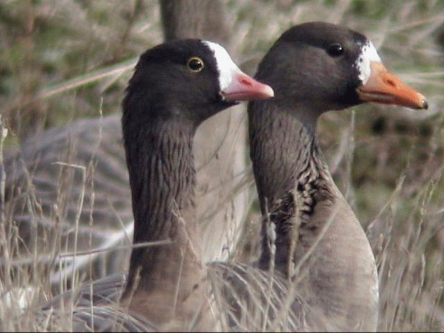 BIRDING - Kyoto, Kansai and Japan: geese