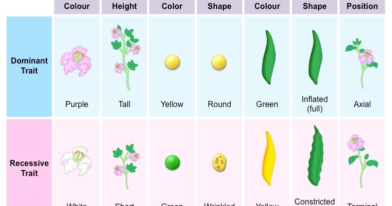 TRICK EDUCATION GURU : Gregor Mendel experiments