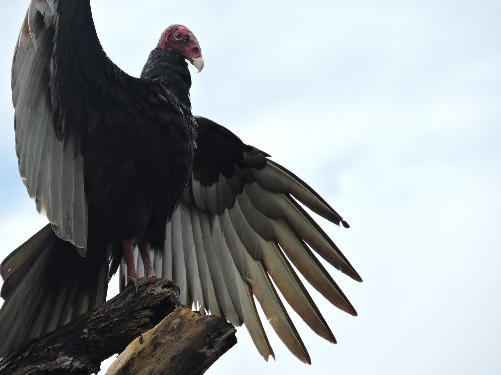 Costa Rica Travel: The Turkey Volture at the Manuel Antonio area.
