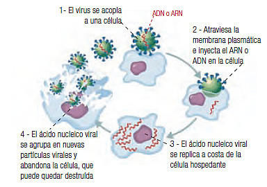 VIRUS