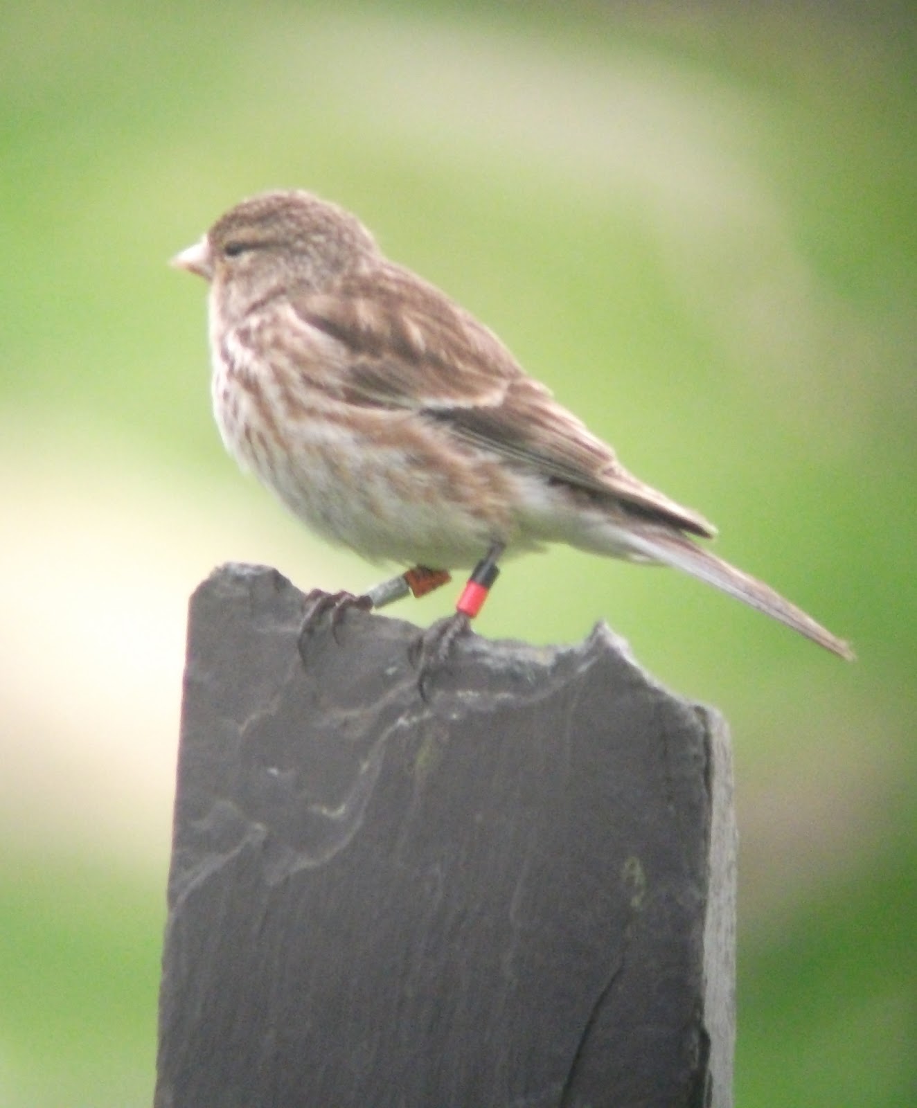 We Bird North Wales: Colour Ringed Twite