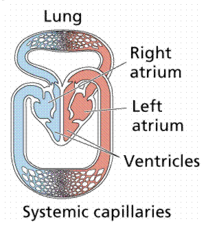 #47 Summary of The mammalian transport system | Biology Notes for A level