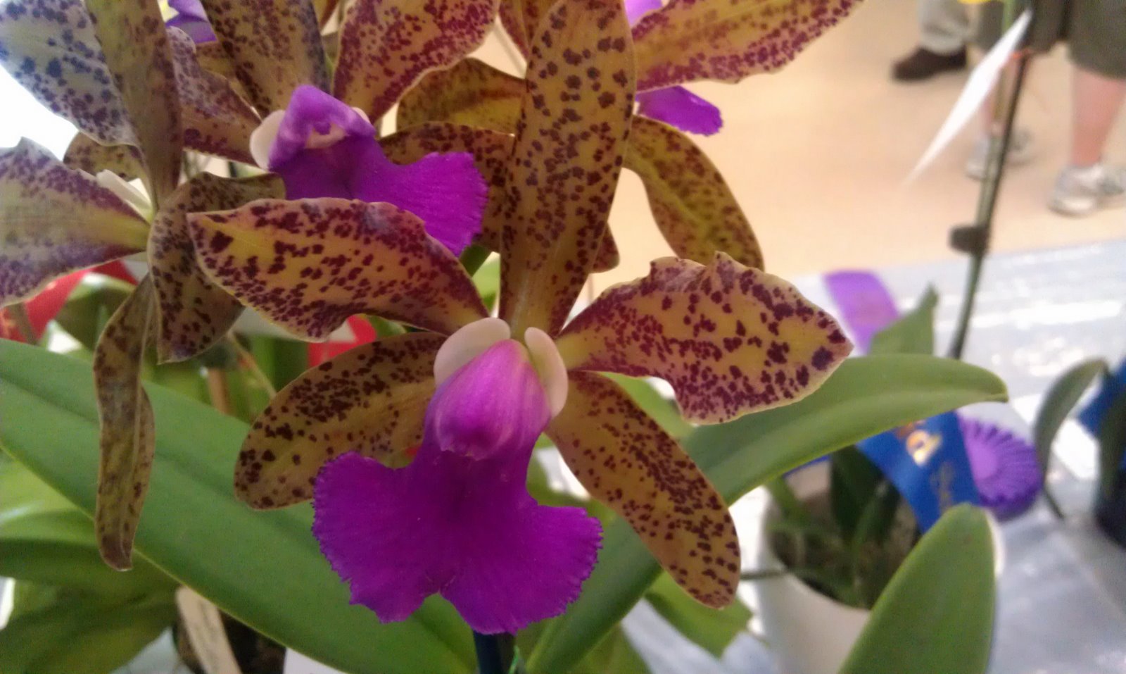 Plant Photography: Cattleya Orchid Hybrid C. guttata 'Alba' x C ...