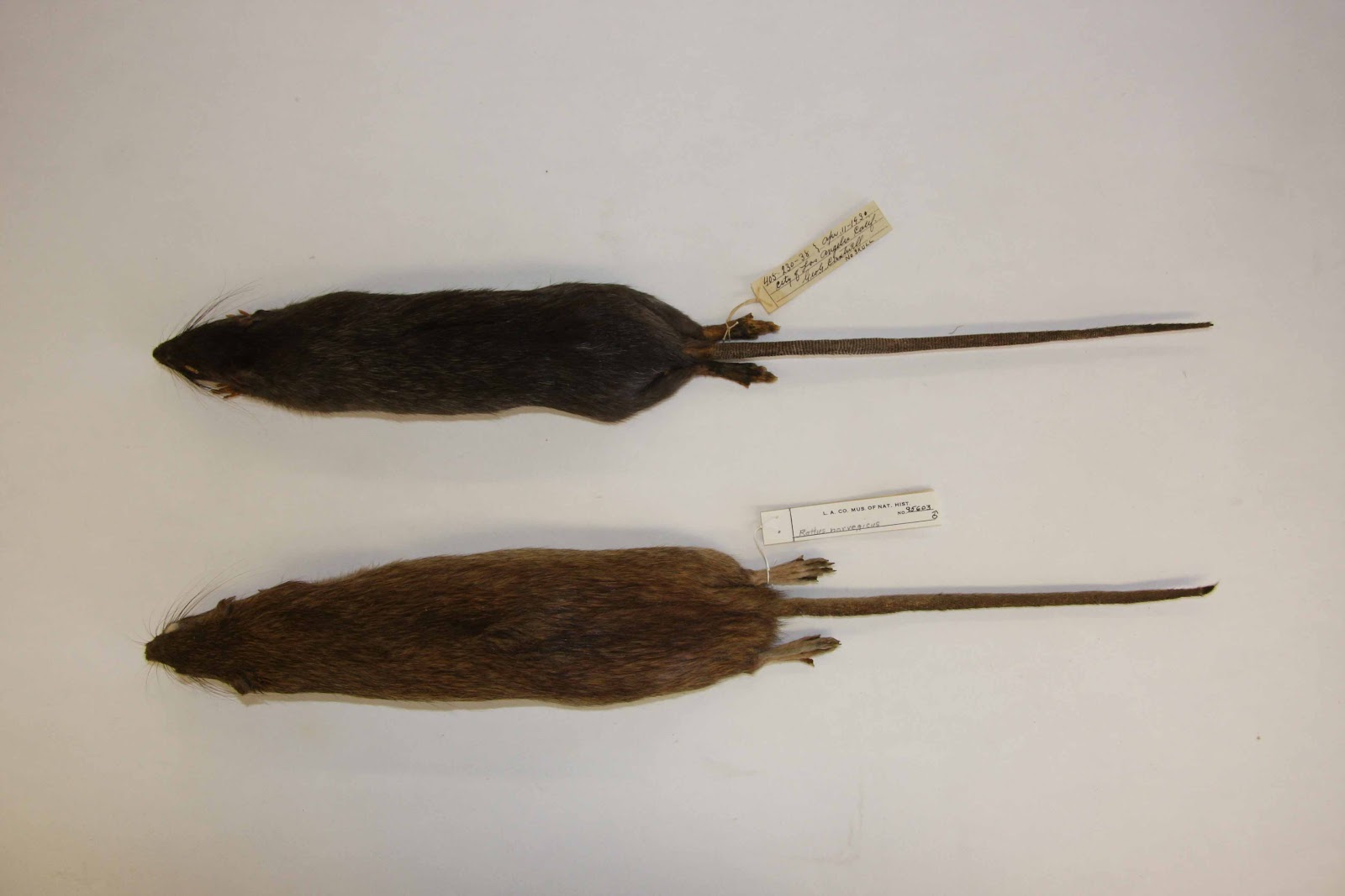 Nature Gardens @ NHM: L.A.'s Urban Nature: Black Rats, Brown Rats, and ...