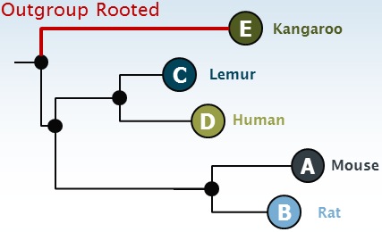 The Cabbages of Doom: Phylogenetics: Outgroups and Outliers