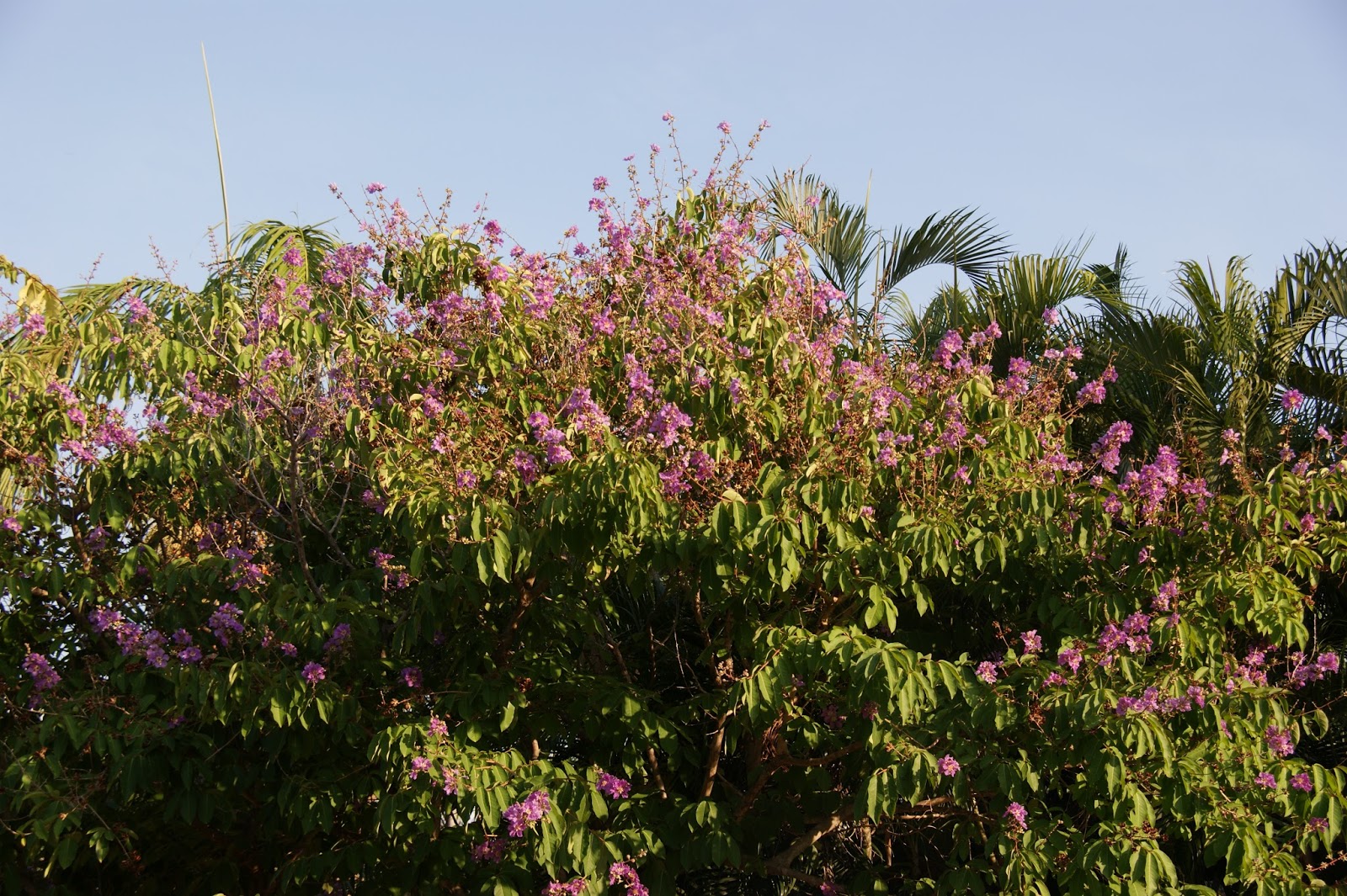 The Monsoon Frog: It's VERY HOT........Trees Thrive