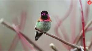 Surakav Bird, God’s Incredible and Unbelievable Creations of Nature ...