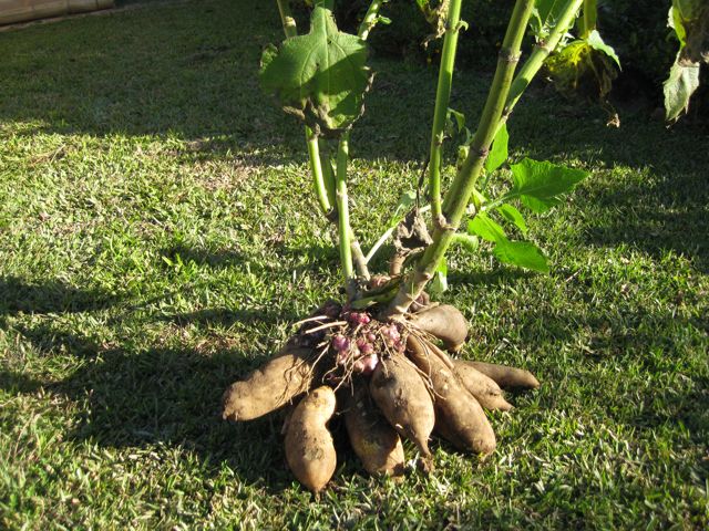 GROW FOOD slow food : Top Plants: Yacon