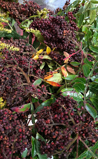 Pantry Keeping: Weeds that are Actually Medicine, Sumac