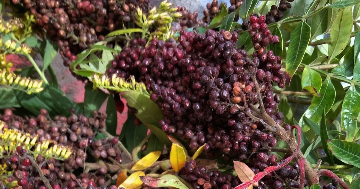 Pantry Keeping: Weeds that are Actually Medicine, Sumac