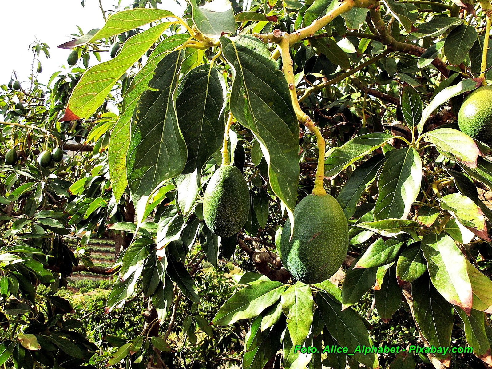 Przepisy i porady kulinarne: Awokado - zdrowie dla cery i serca