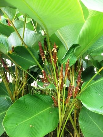 Calathea lutea | Pustaka Flora | Database Tanaman Landscape