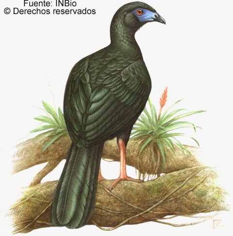 Tierra de pavos, francolines, faisanes y perdices: Pava negra ...