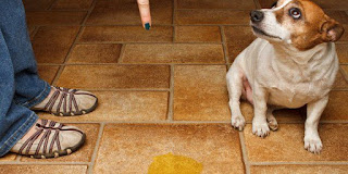 Como educar a mi perro (desechos orgánicos) - Animaleando