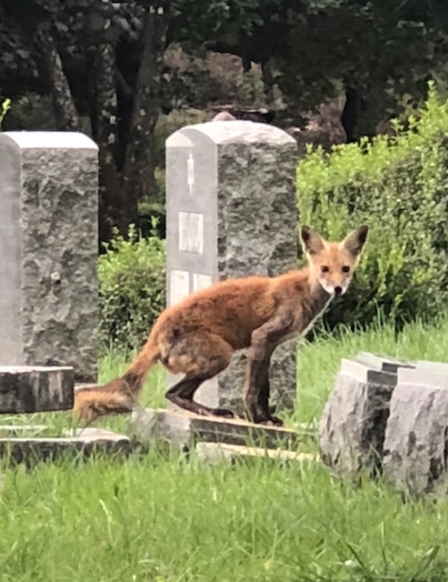 The Gossips of Rivertown: Requiem for a Mangy Fox