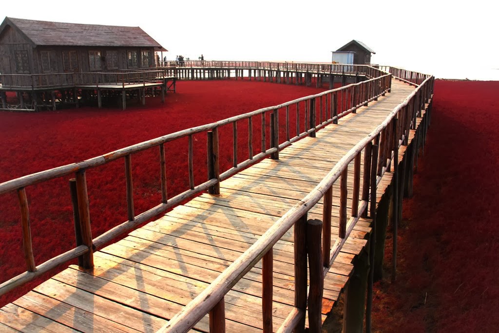 Red beach south west of panjin city in China - Beautiful Traveling Places