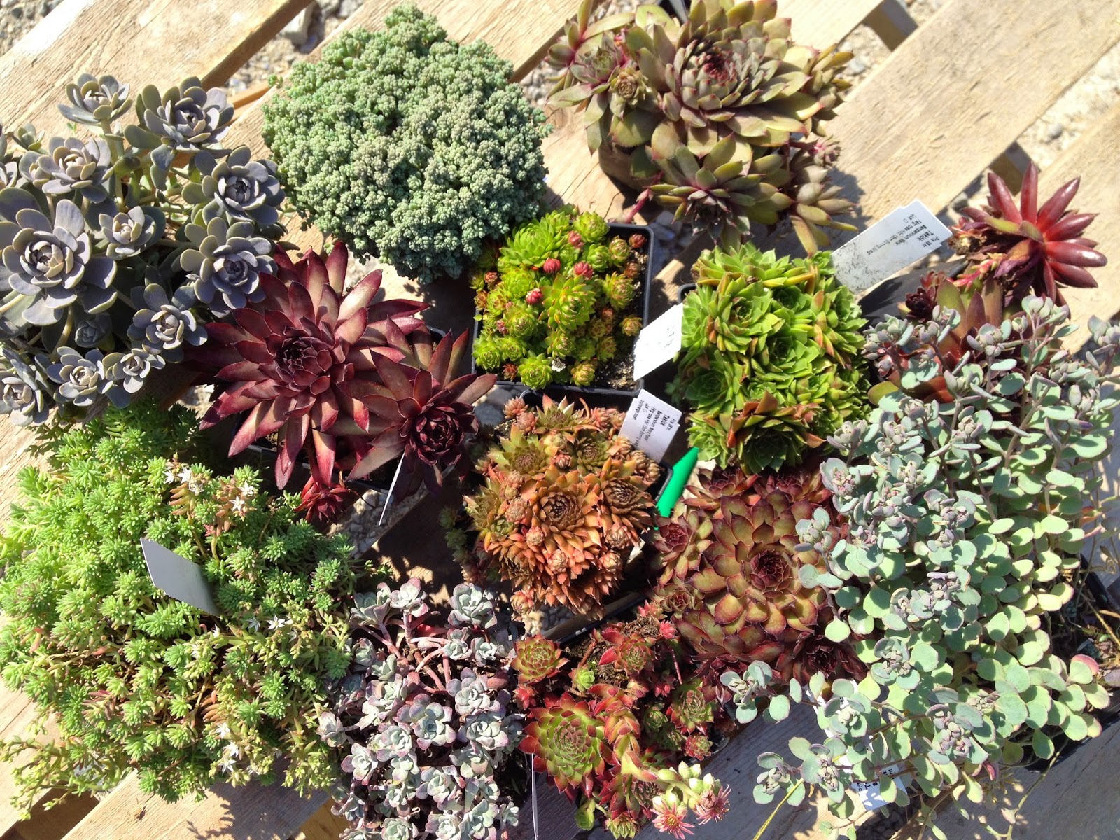 Grönt sedum tak | Villa Natura