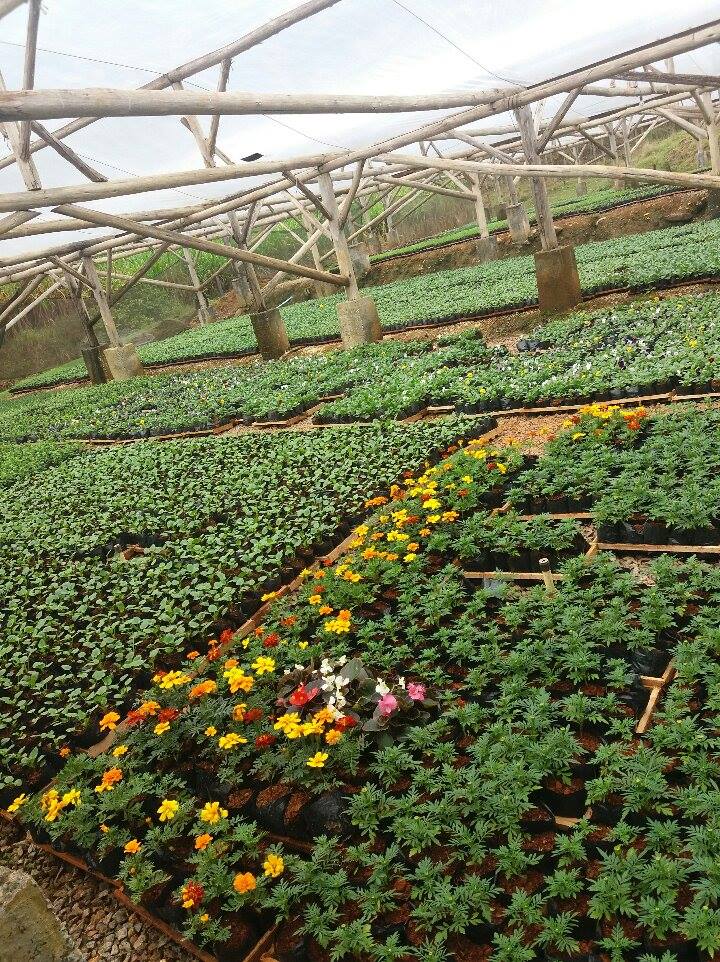 Cecília Ax em Ação: Conheça como funciona uma floricultura