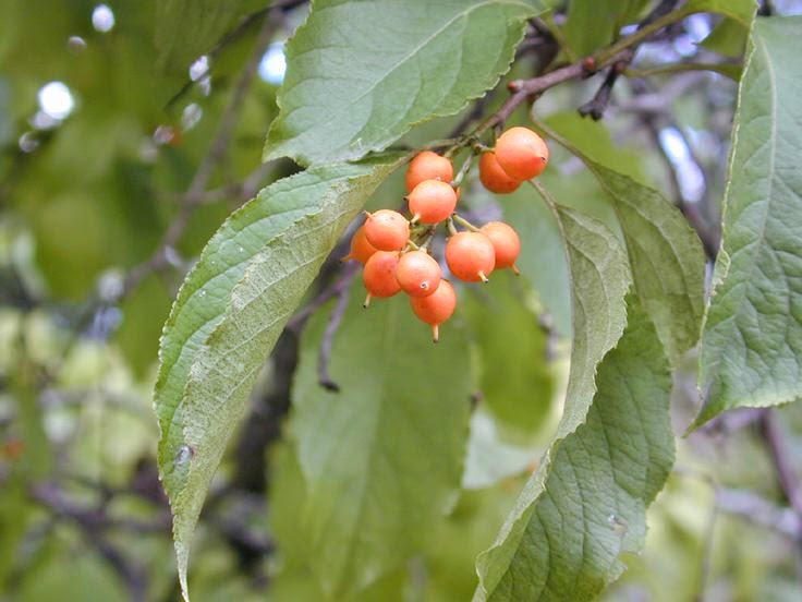 Field Biology in Southeastern Ohio