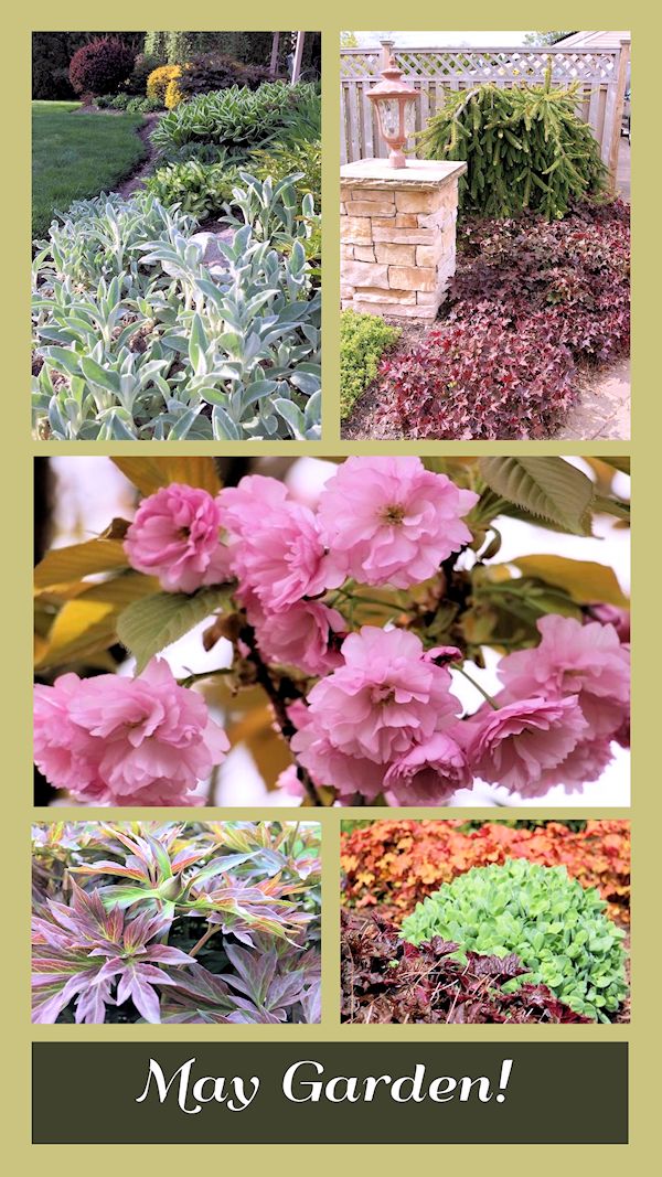 A GUIDE TO NORTHEASTERN GARDENING: Garden Bloggers' Bloom Day & Foliage ...