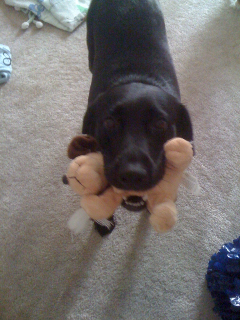 Beach Bum Biscuits, Tybee Island, Georgia: BBB Dog Tales: Of Dogs and ...