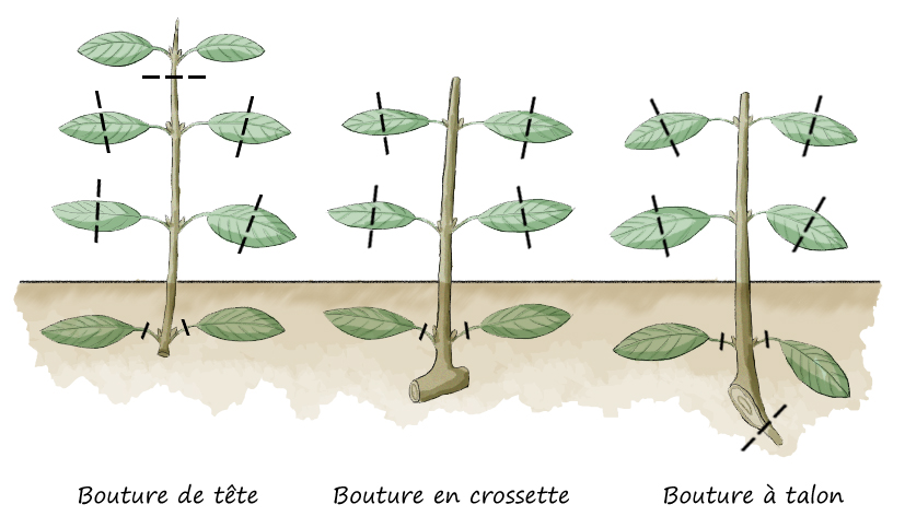 La pelle du jardin: Produire ses plants