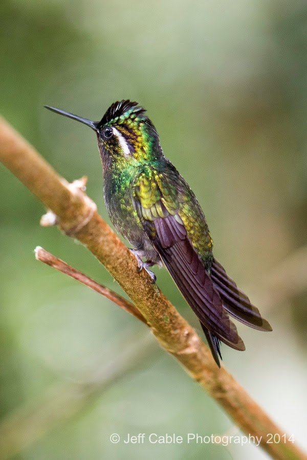 Jeff Cable's Blog: Costa Rica - Days 3 and 4 - Hummingbirds and more ...