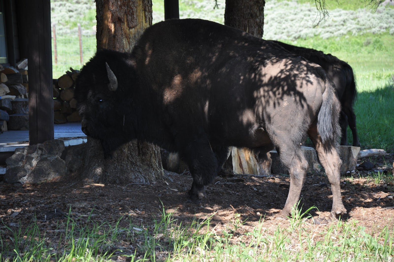 Saiki-delic: Tatanka