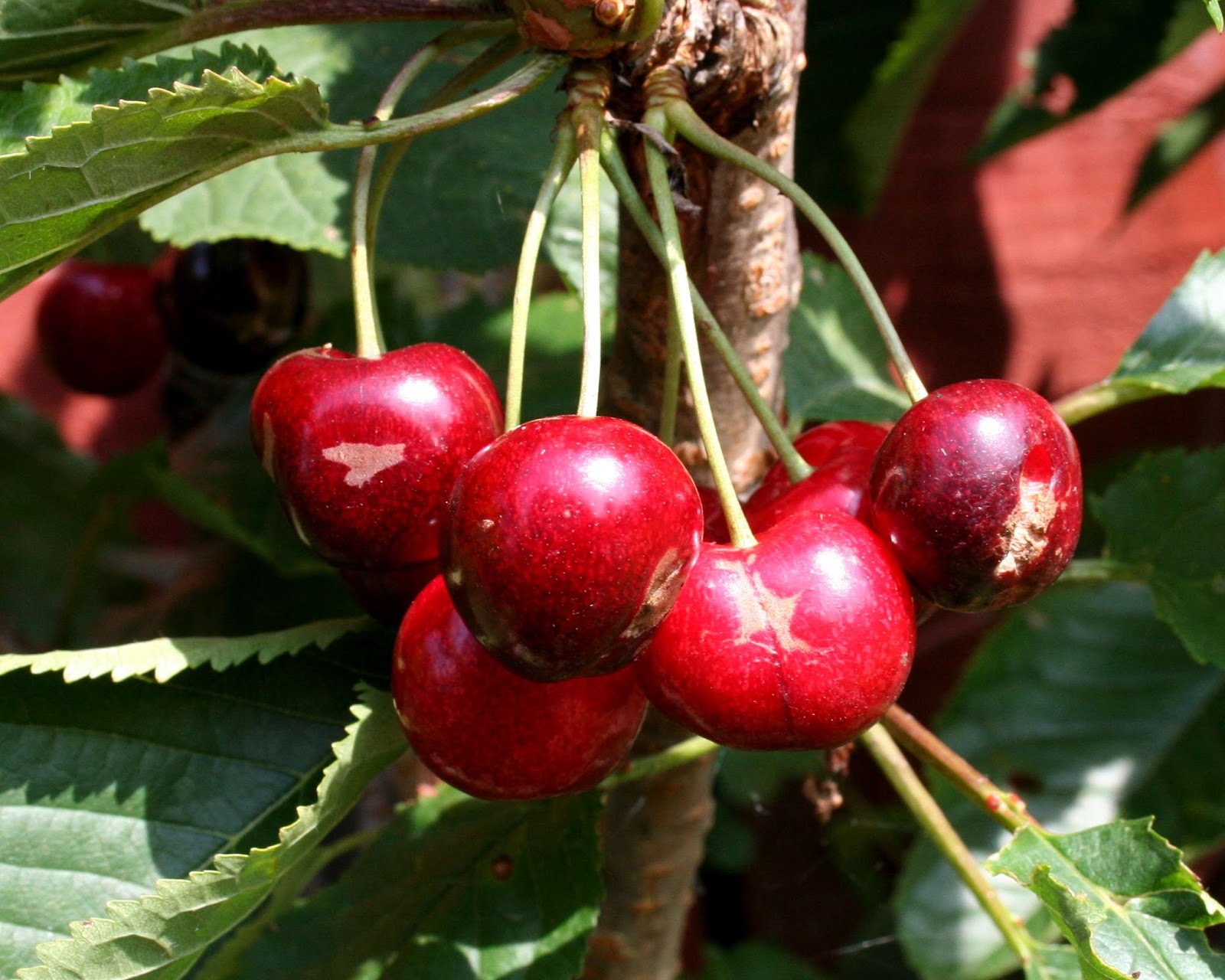 Scottish Artist and his Garden: GROW FRUIT TO IMPRESS