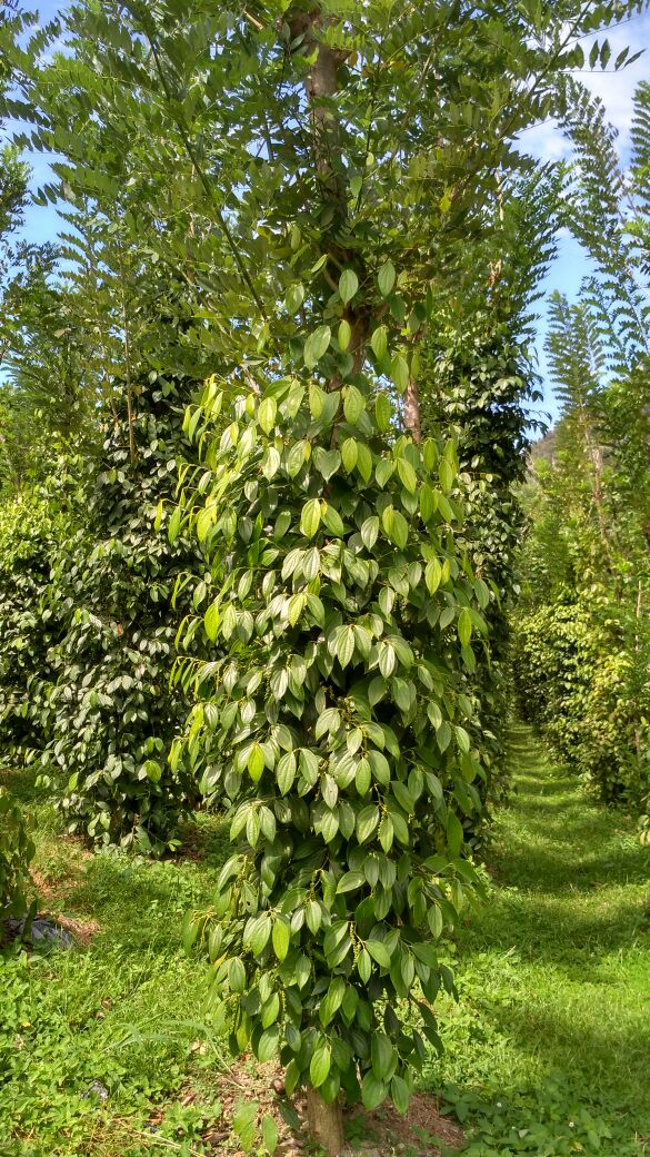 PERHEBAT BUSINESS SCHOOL: Potensi Tanaman LAda Hitam Di Semenanjung ...