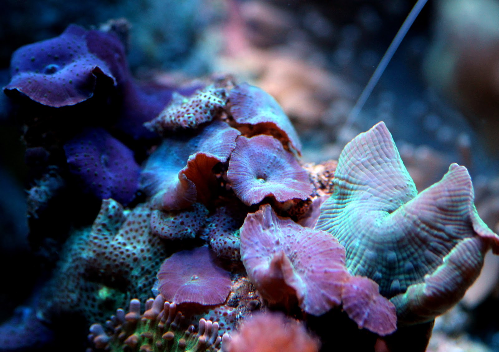 Howard`s Reef: Soft Coral Cube 25.12.2012