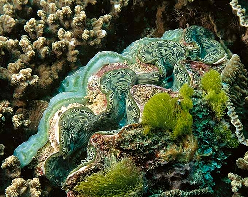 Giant Clam