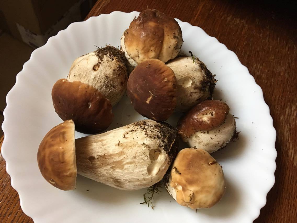 Les cèpes: cèpes de septembre 2017