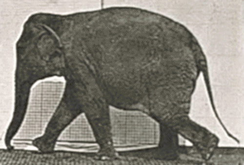 Amazing Eadweard Muybridge's Motion Photographs in the 19th Century ... Amazing Eadweard Muybridge's Motion Photographs in the 19th Century ...
