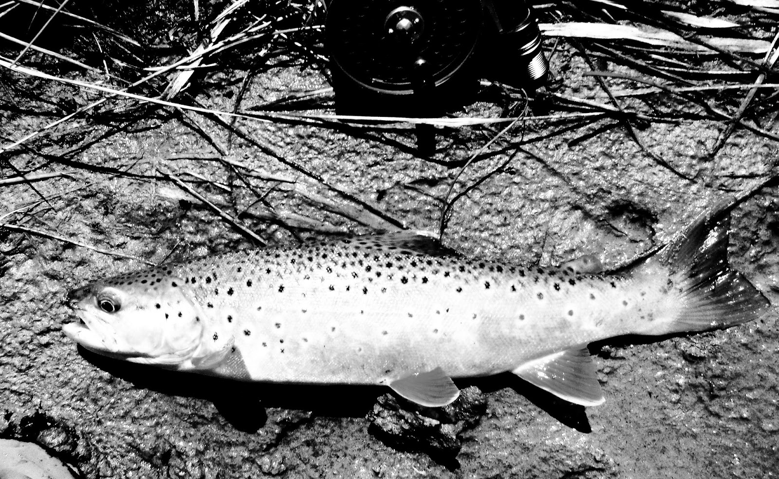 trout on dries: Poindexter Slough