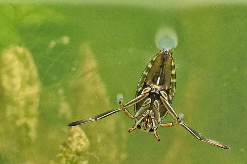 Species of UK: Week 29: Water Boatmen (‘Corixa’ and ‘Notonecta’)